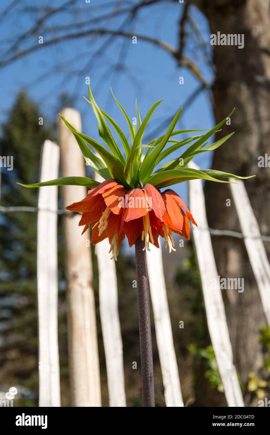 Red fritillaria imperialis crown hi-res stock photography and images ...