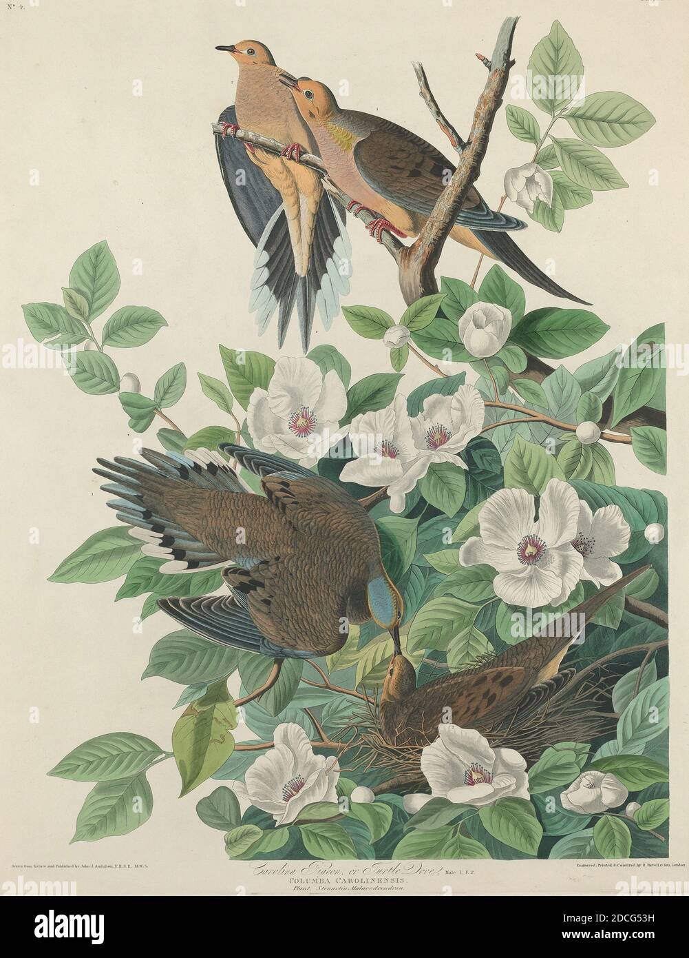 Robert Havell, Jr., (artist), American, born England, 1793 - 1878, John ...