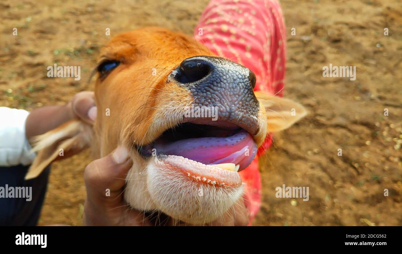 Brown colored little calf, opening his mouth and showing teeth with ...