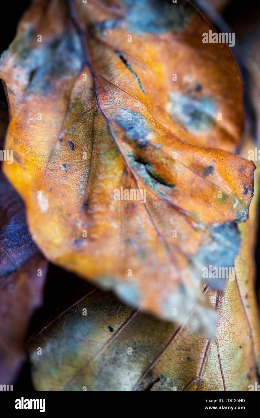 Detail of a decaying autumn leaf Stock Photo - Alamy
