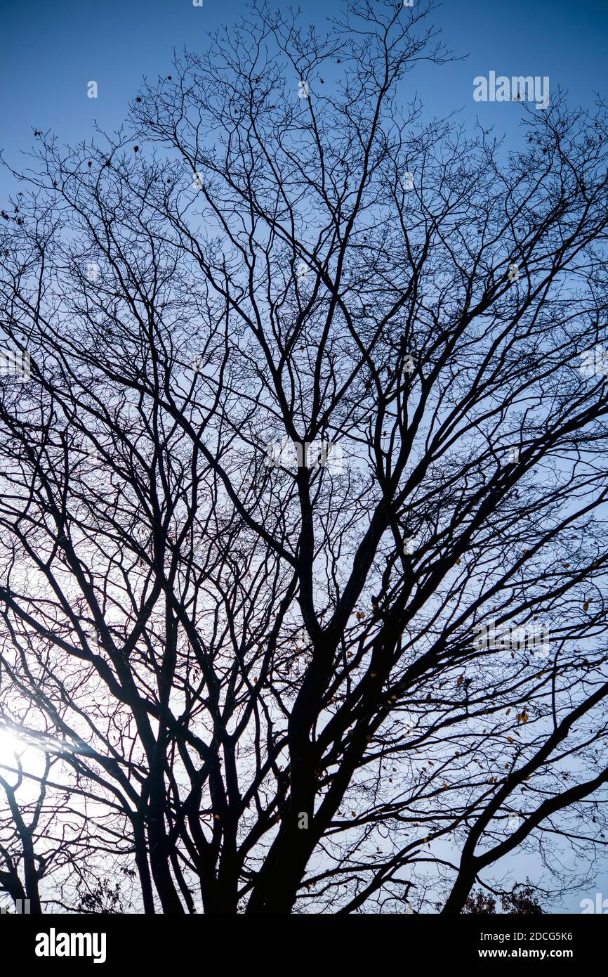 Tree branches silhouetted against an evening sky Stock Photo - Alamy