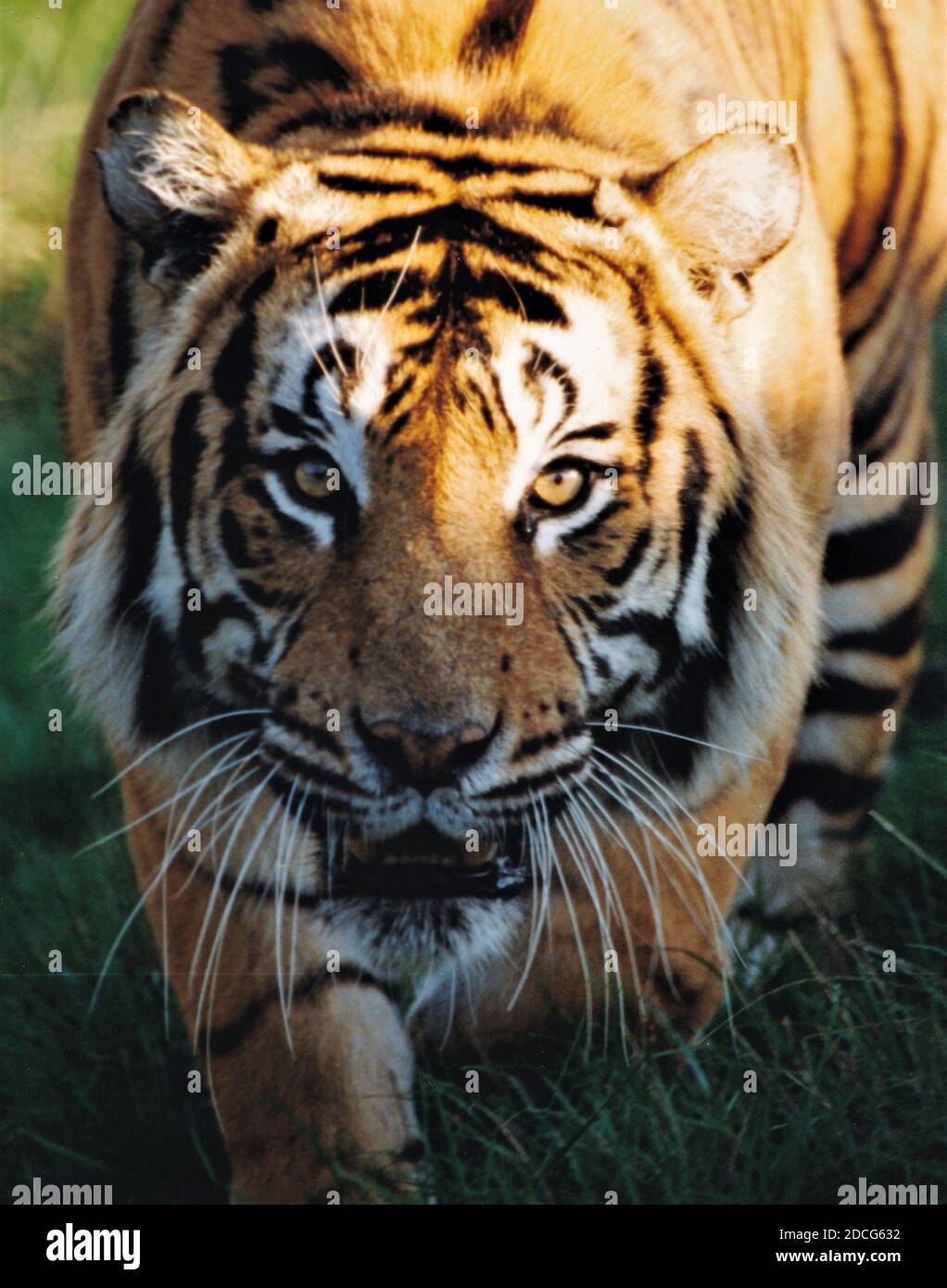 Tiger, hunting, Asian wildlife, attacking tiger, striking tiger ...