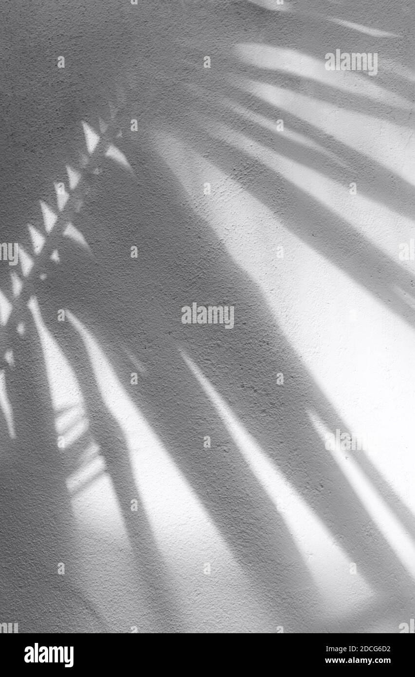 Tropical shadow on the wall background. Minimal summer travel concept ...