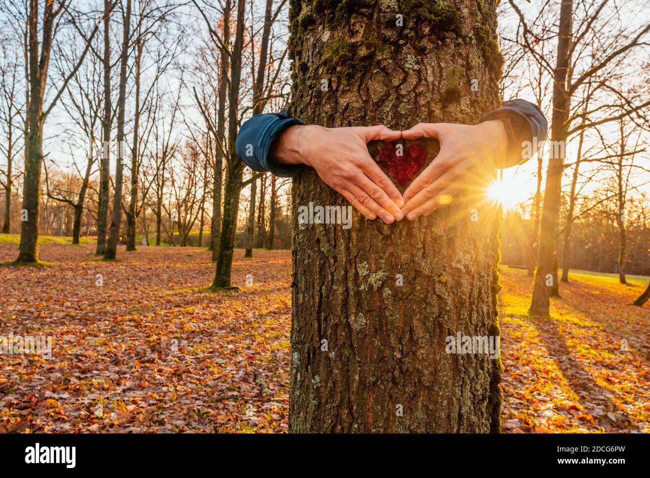 Man embracing a tree with shape of heart from hands. Environment ...