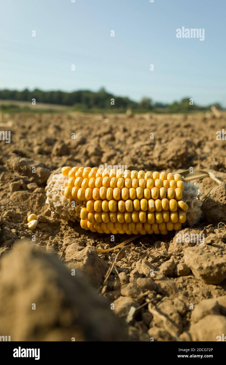 Rotting corn hi-res stock photography and images - Alamy
