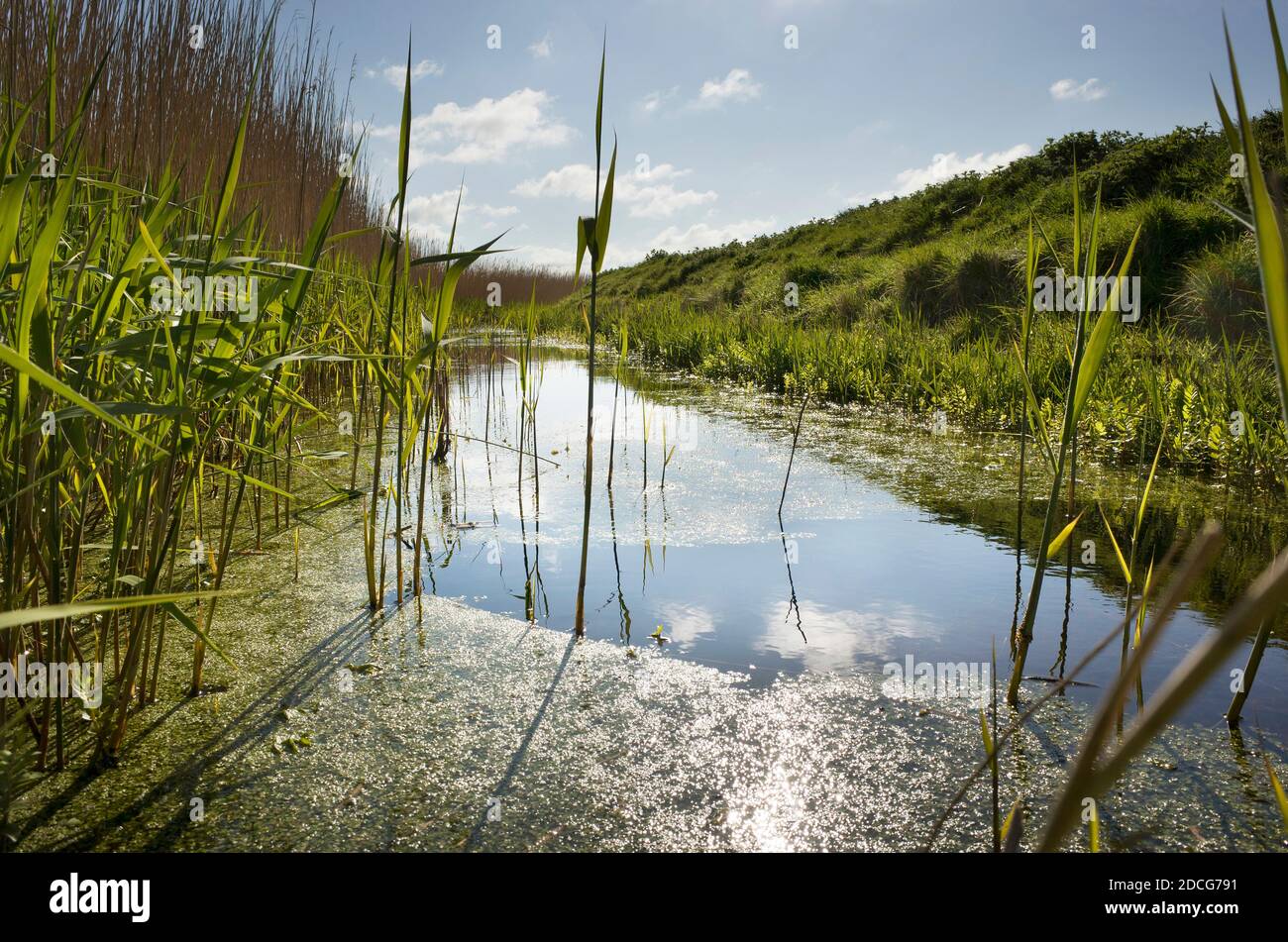 Low level angle view of irrigation ditch or stream in Seasalter Kent ...