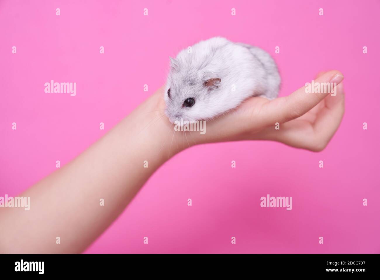 Baby hamster hi-res stock photography and images - Alamy