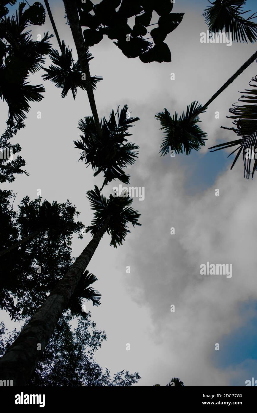betelnut trees in Assam, India. betelnut farming in village of North ...
