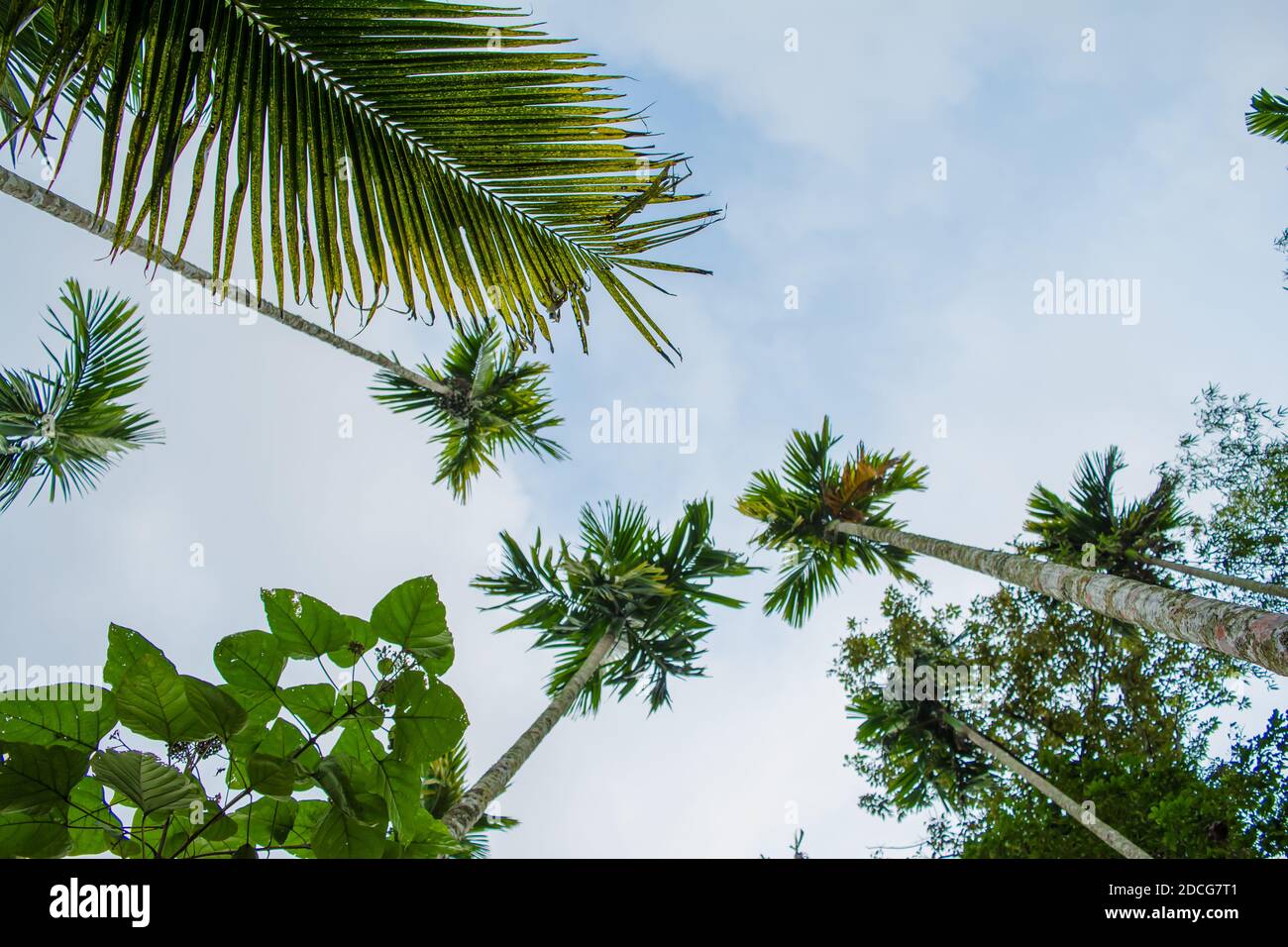 betelnut trees in Assam, India. betelnut farming in village of North ...