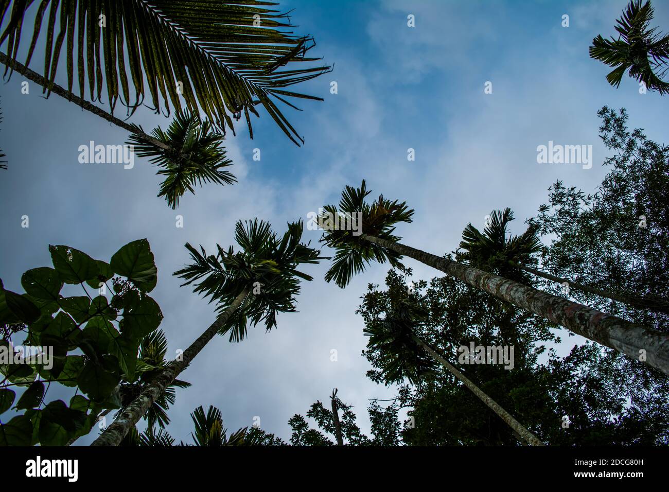 betelnut trees in Assam, India. betelnut farming in village of North ...