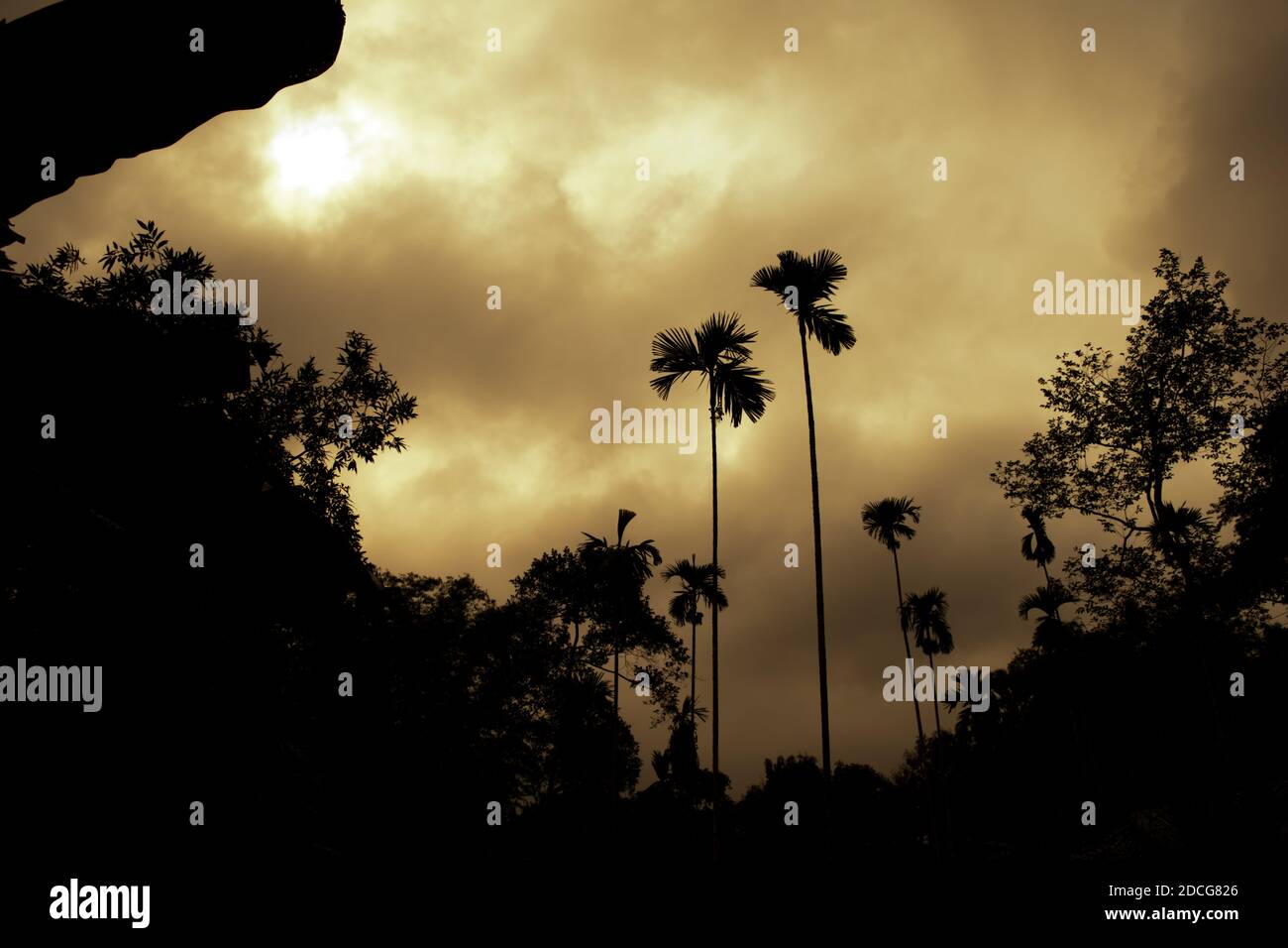 betelnut trees in Assam, India. betelnut farming in village of North ...
