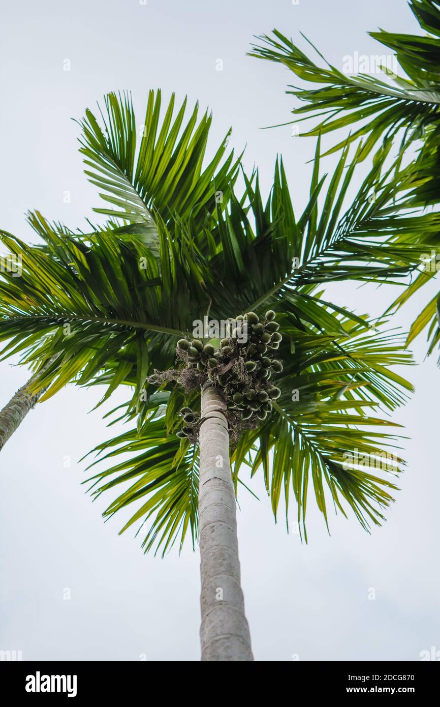 Supari Tree In English