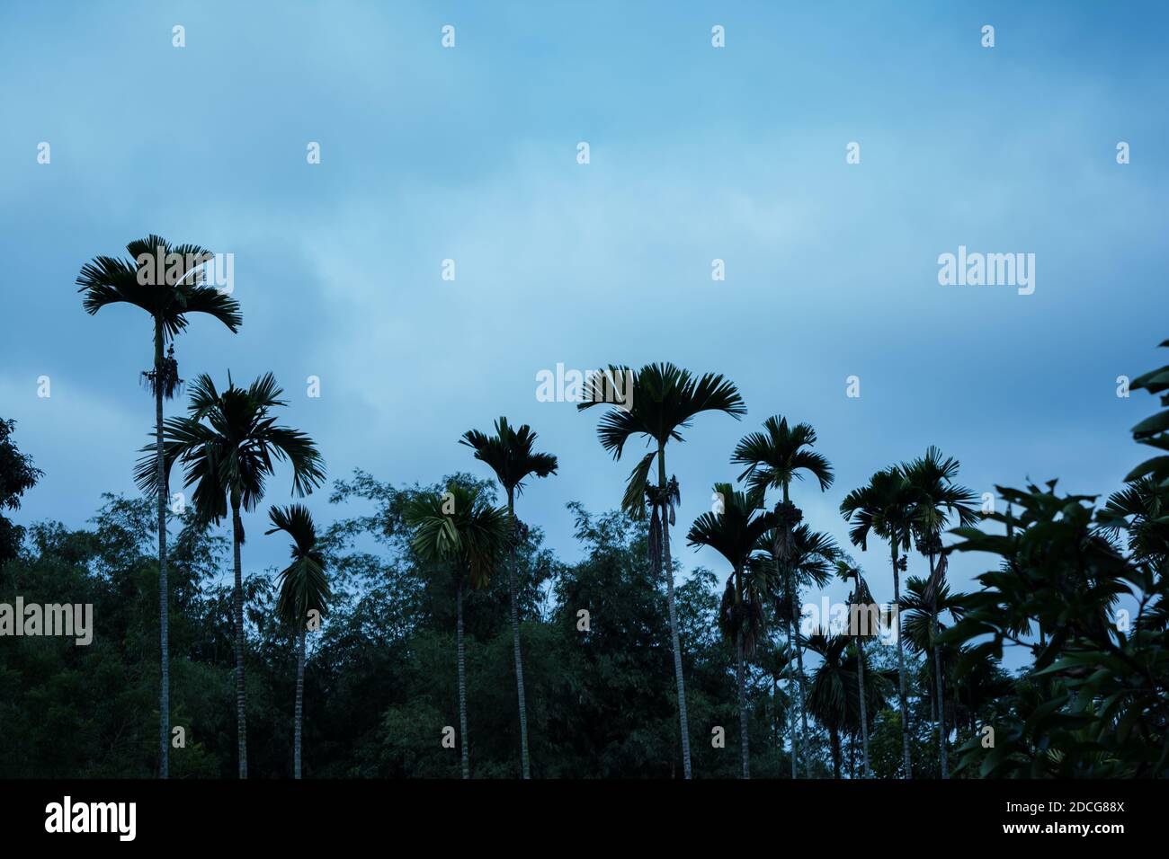 Supari tree hi-res stock photography and images - Alamy