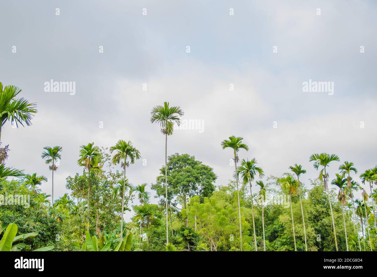 betelnut trees in Assam, India. betelnut farming in village of North ...