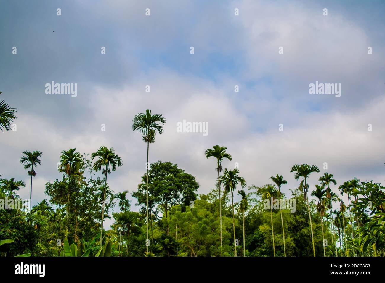betelnut trees in Assam, India. betelnut farming in village of North ...