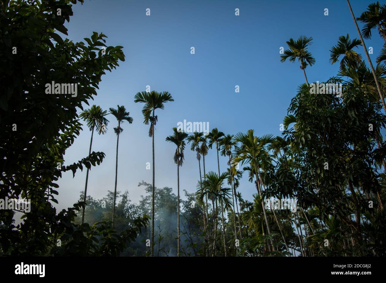 betelnut trees in Assam, India. betelnut farming in village of North ...