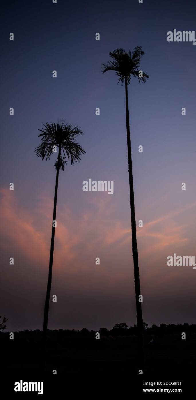 betelnut trees in Assam, India. betelnut farming in village of North ...