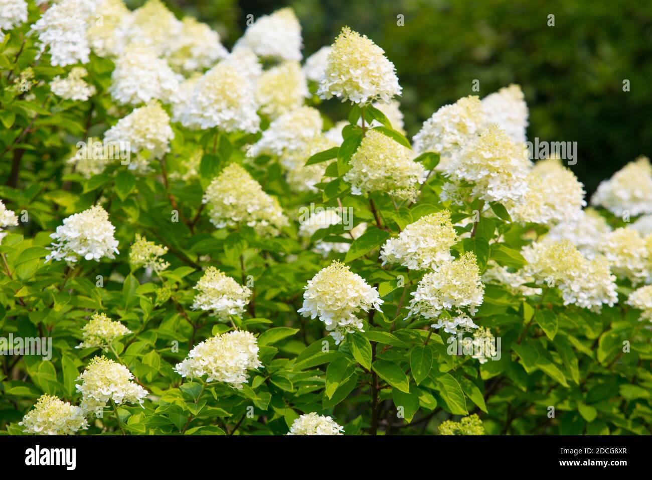 Big bush hi-res stock photography and images - Alamy