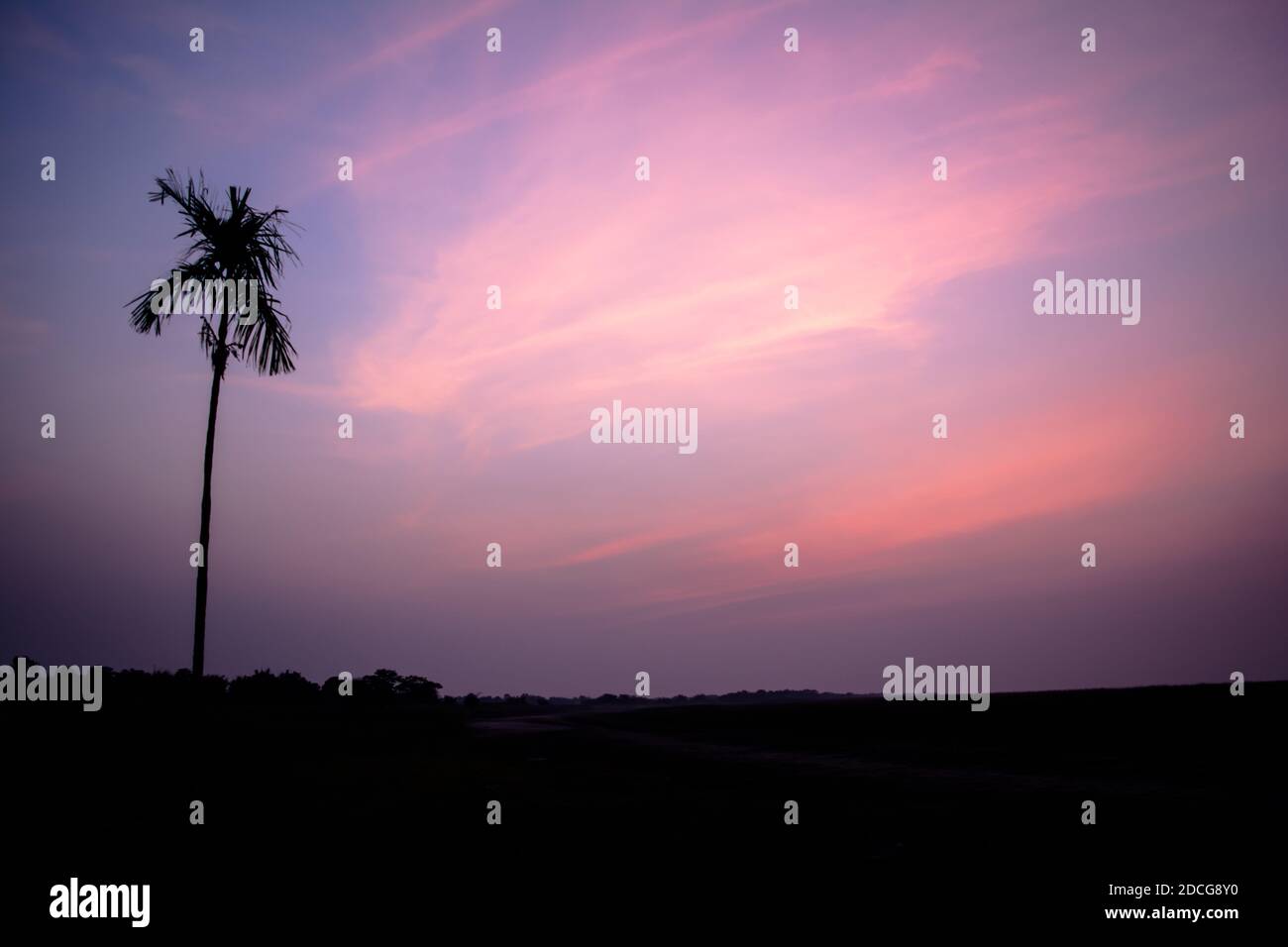 betelnut trees in Assam, India. betelnut farming in village of North ...