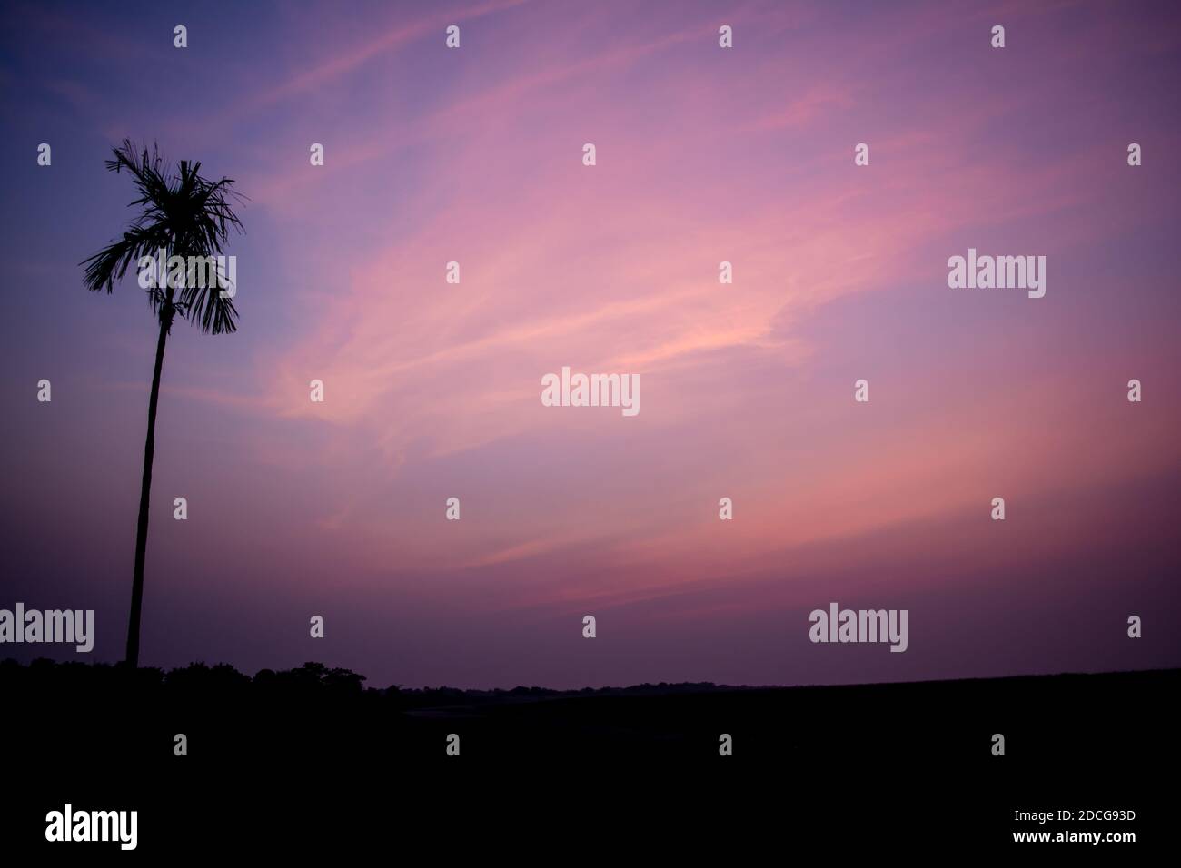 betelnut trees in Assam, India. betelnut farming in village of North ...