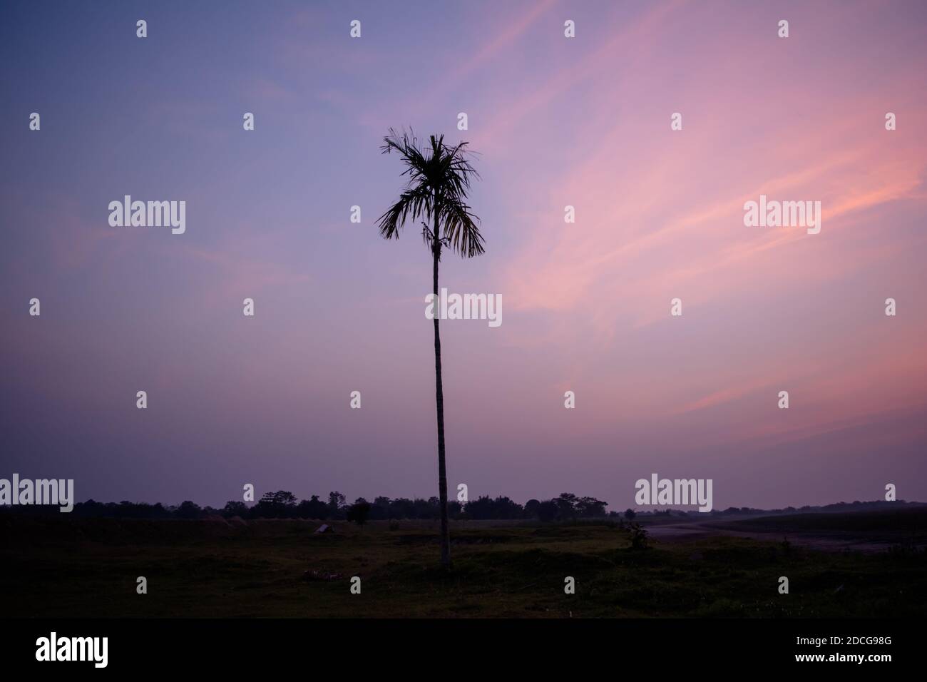 betelnut trees in Assam, India. betelnut farming in village of North ...