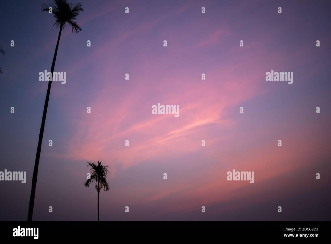 betelnut trees in Assam, India. betelnut farming in village of North ...