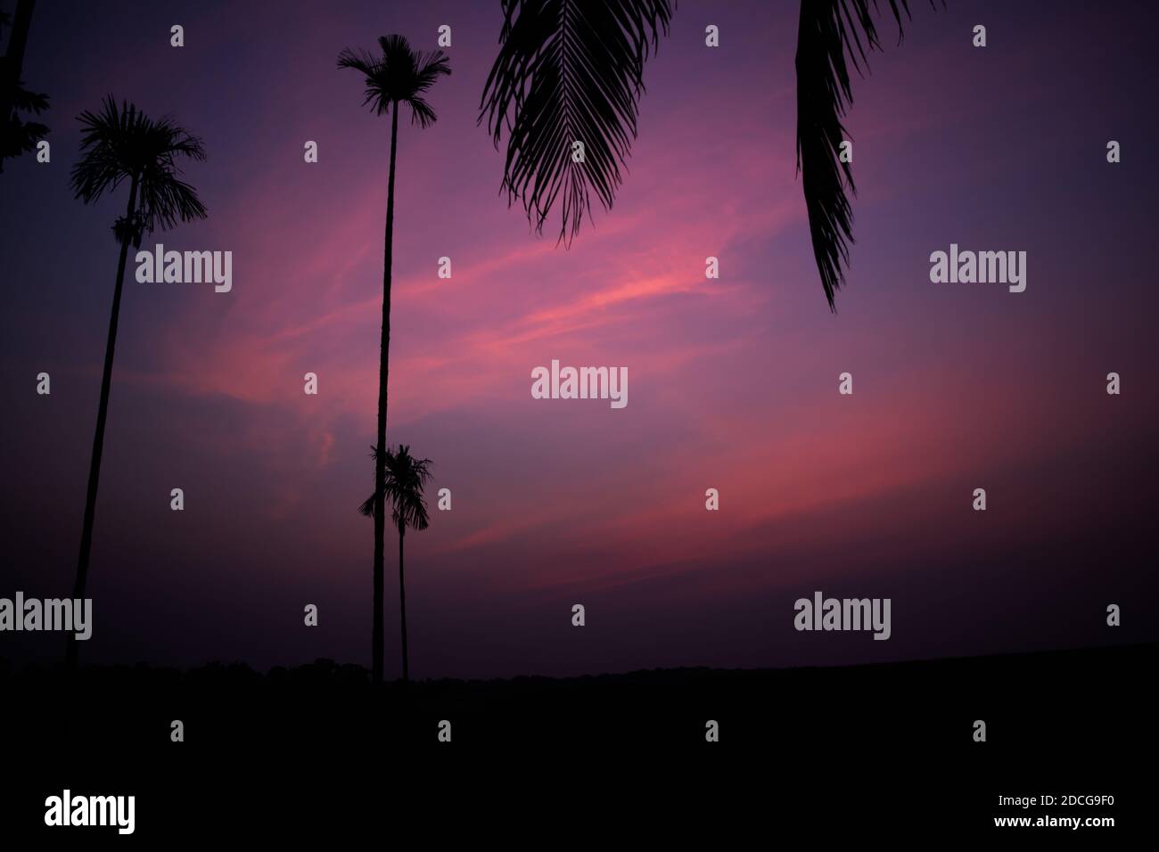 betelnut trees in Assam, India. betelnut farming in village of North ...