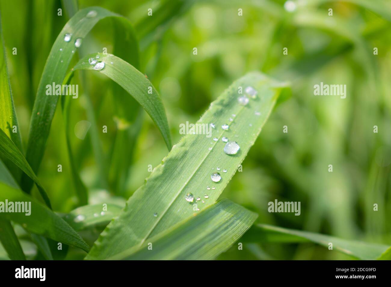 Green leaves macro water hi-res stock photography and images - Alamy