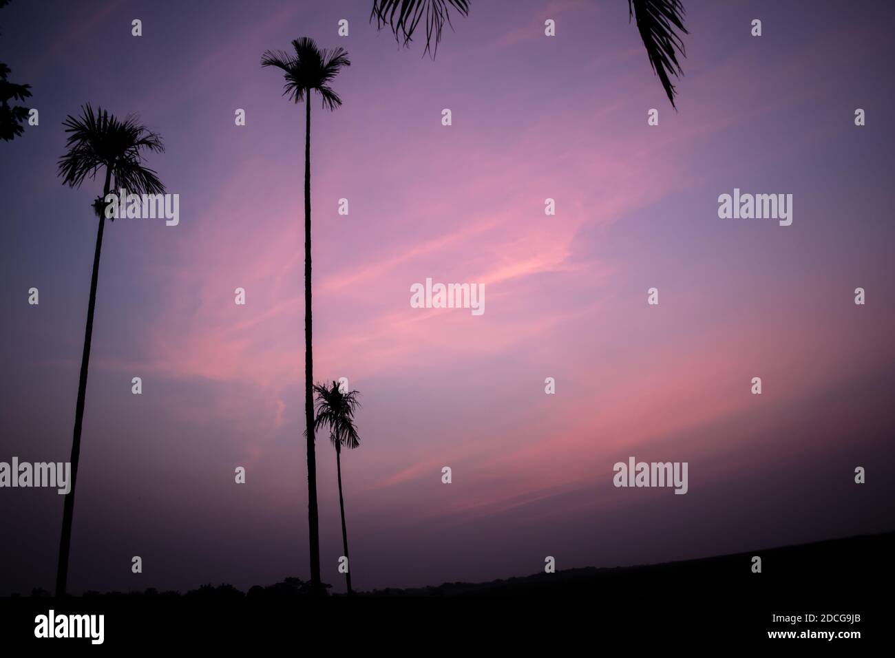 betelnut trees in Assam, India. betelnut farming in village of North ...
