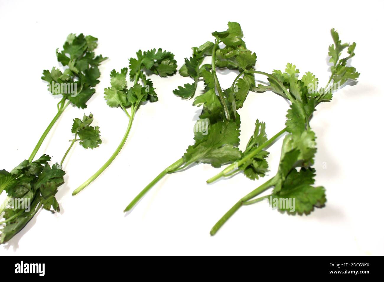 Cutting coriander plant Cut Out Stock Images & Pictures - Alamy