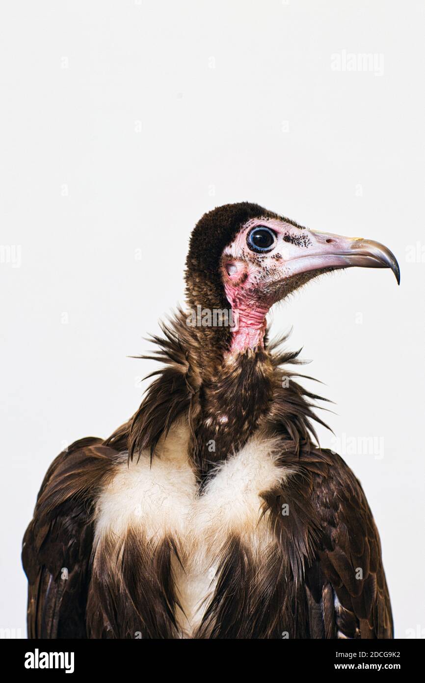 GREAT BRITAIN / England / London / Wild Life Drawing / life drawing ...