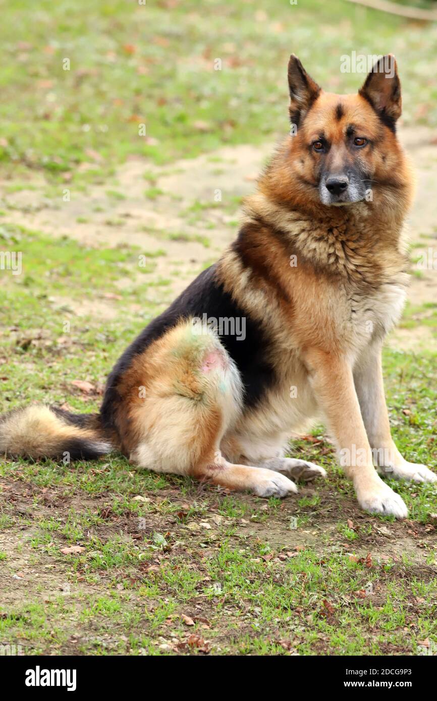 Are German Shepherds Natural Dogs
