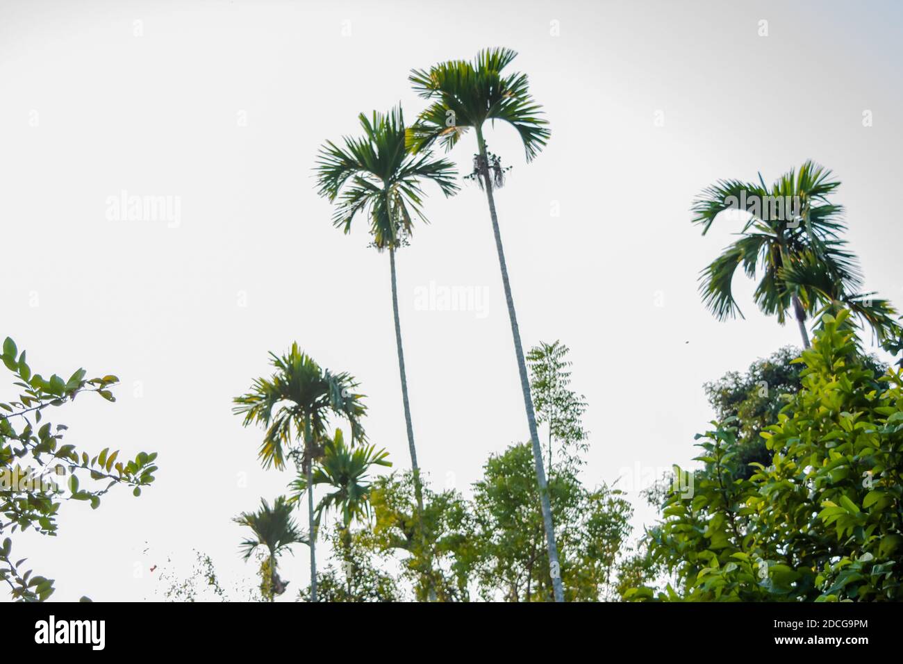 Supari hi-res stock photography and images - Alamy