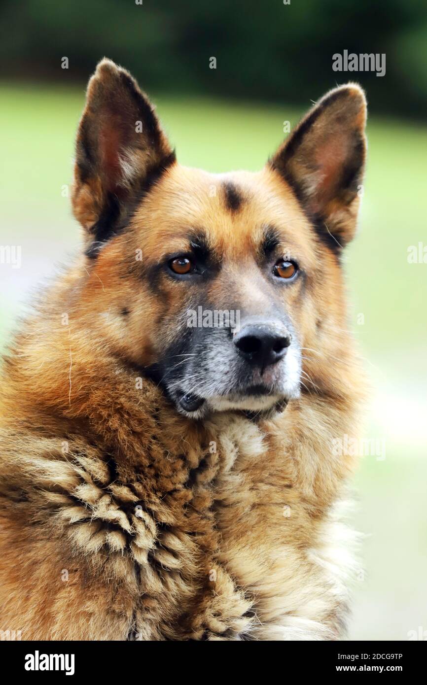 German shepherd canine purebred dog portrait close up on natural green ...