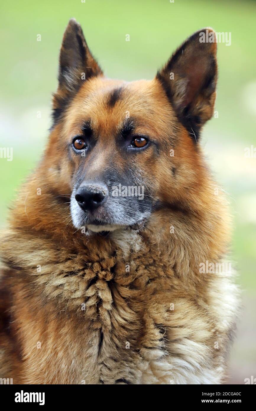 German shepherd canine purebred dog portrait close up on natural green ...