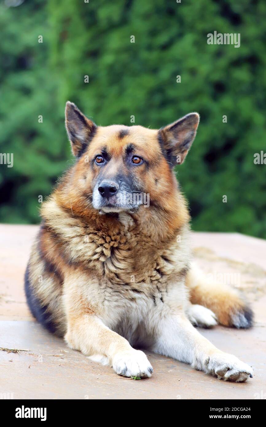German shepherd canine purebred dog portrait close up on natural green ...