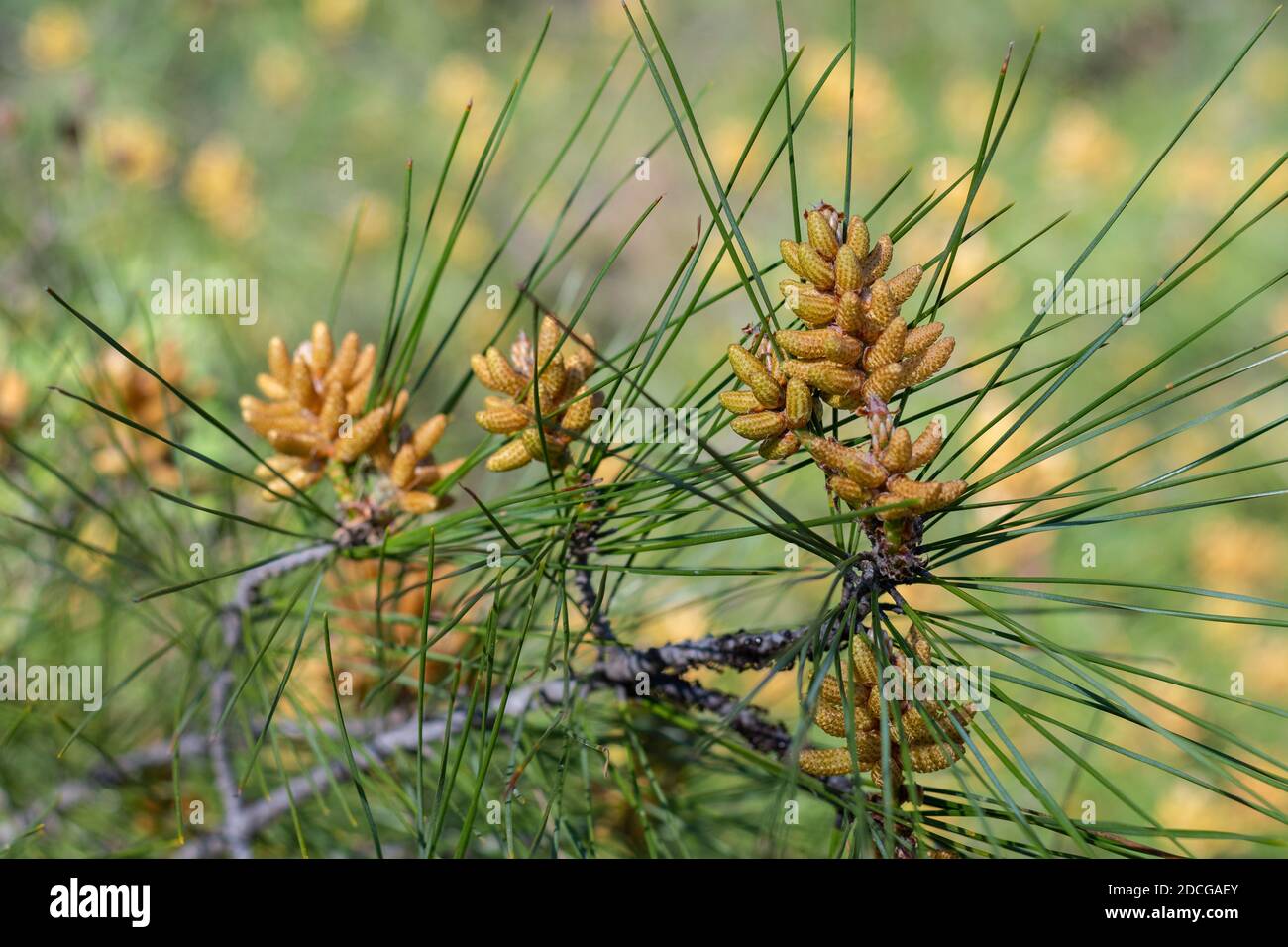 Pinus Halepensis Conifer High Resolution Stock Photography and Images ...