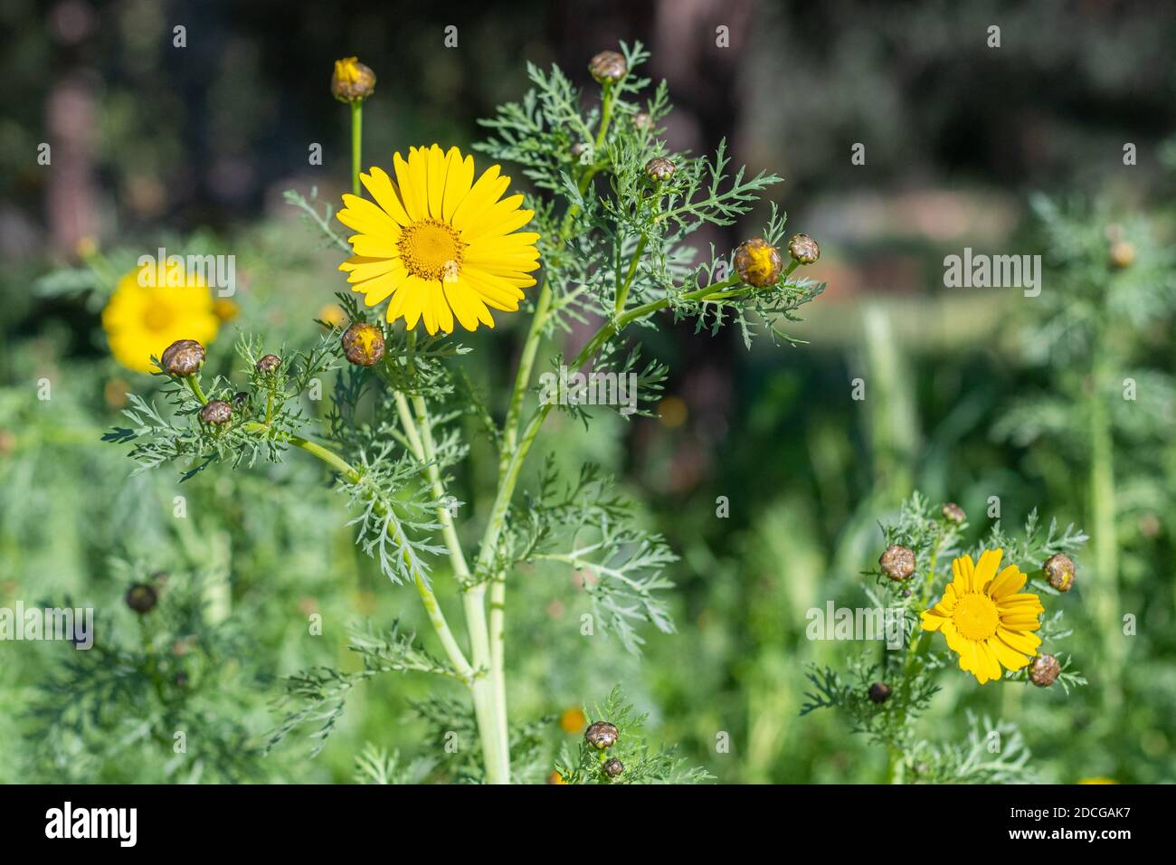 Crown daisies blossom (Glebionis Coronaria Stock Photo - Alamy