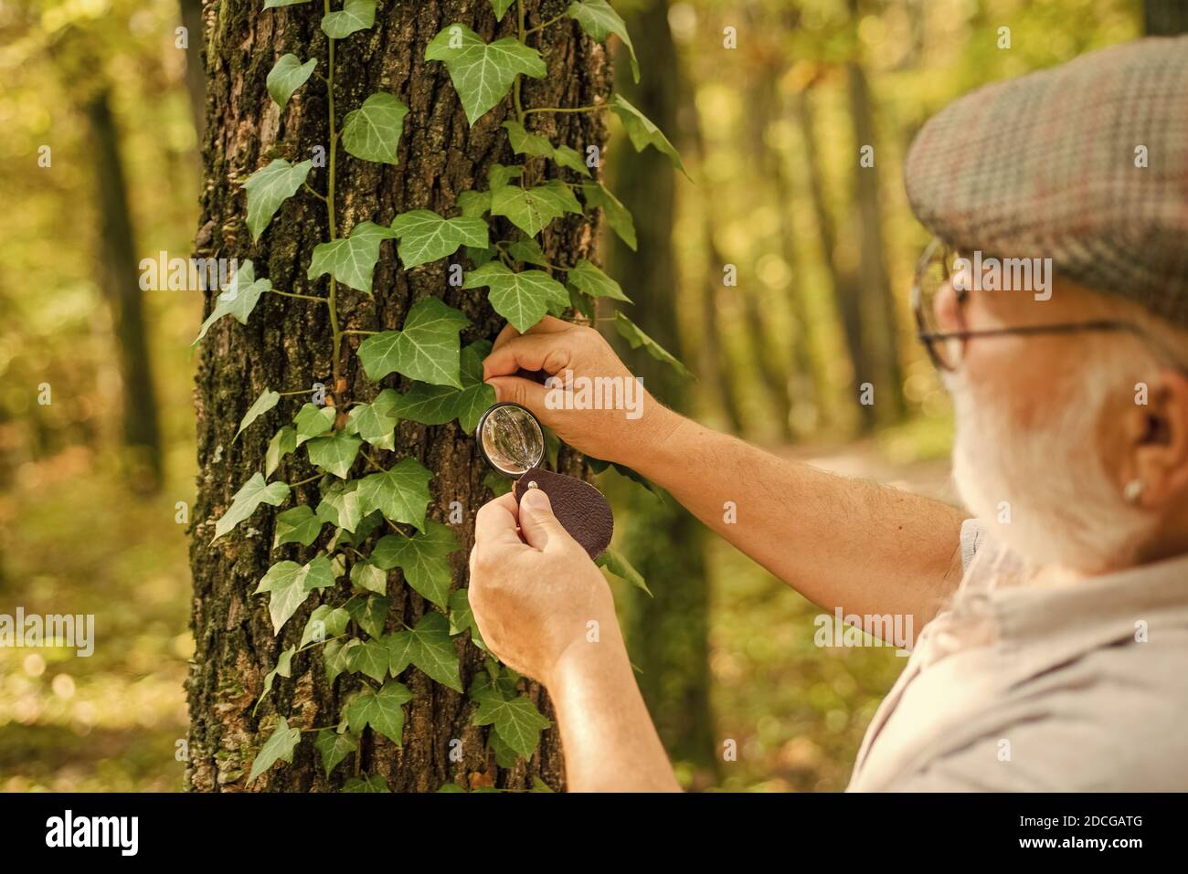 Back to nature. Elderly man examine tree leaves with magnifying glass ...