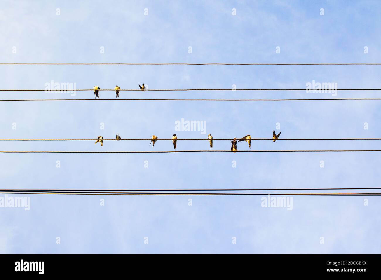 Barn swallow flock hi-res stock photography and images - Alamy