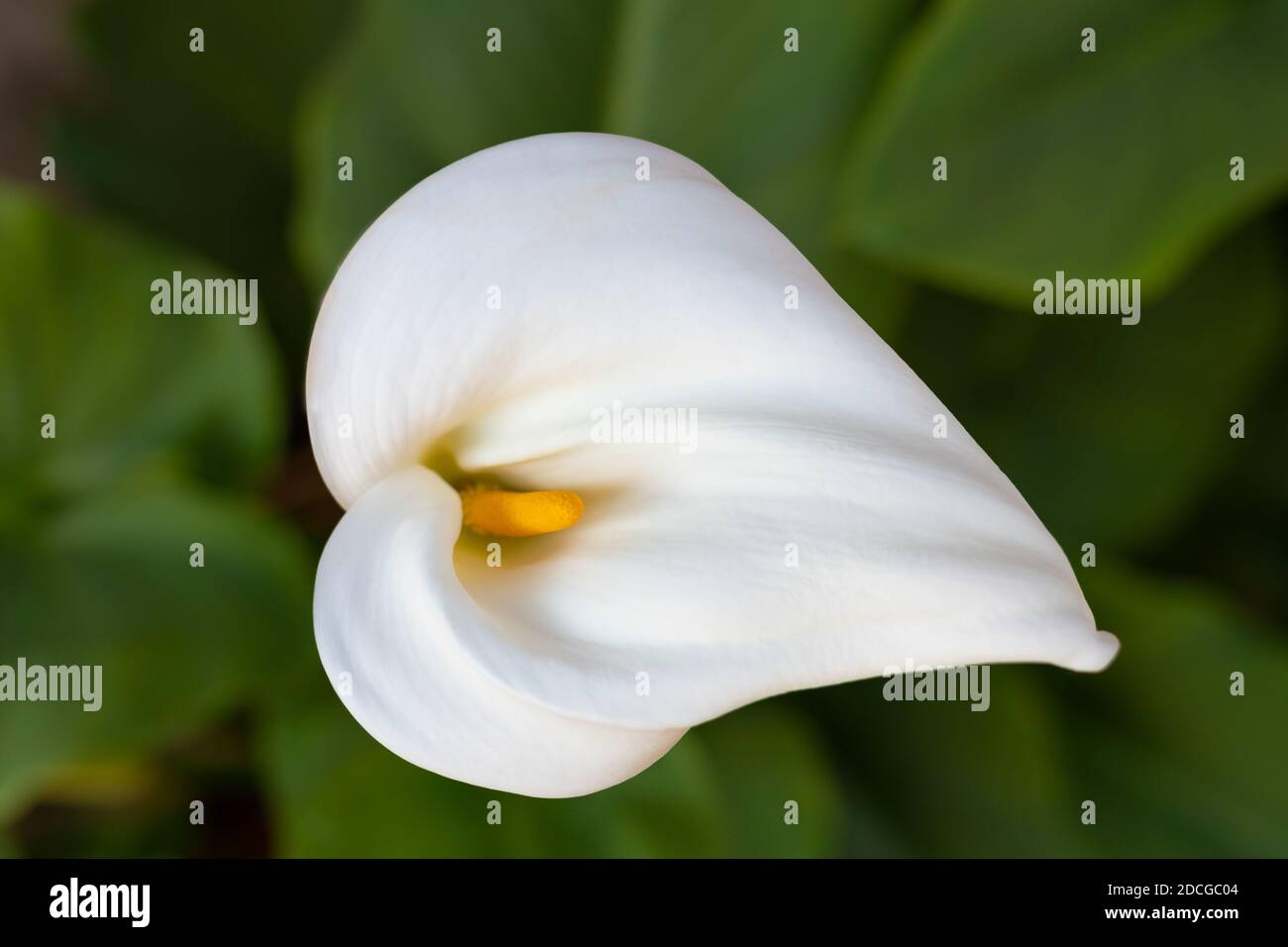 Calla Lily (Zantedeschia aethiopica) white flower top view Stock Photo ...