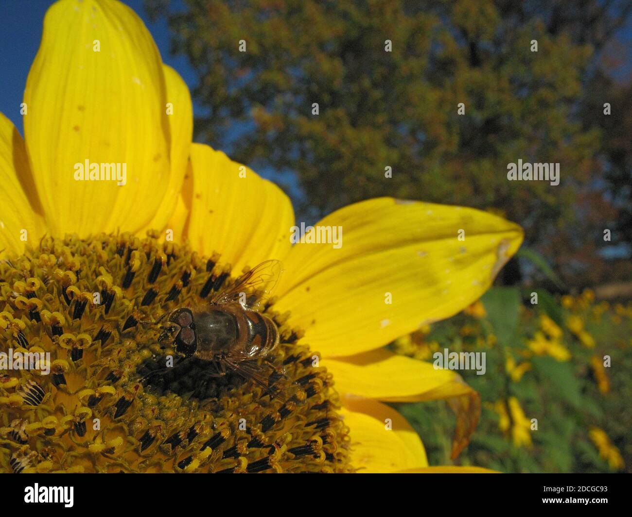 Bee on sunflower flower gathering pollen seeds and nectar Stock Photo ...