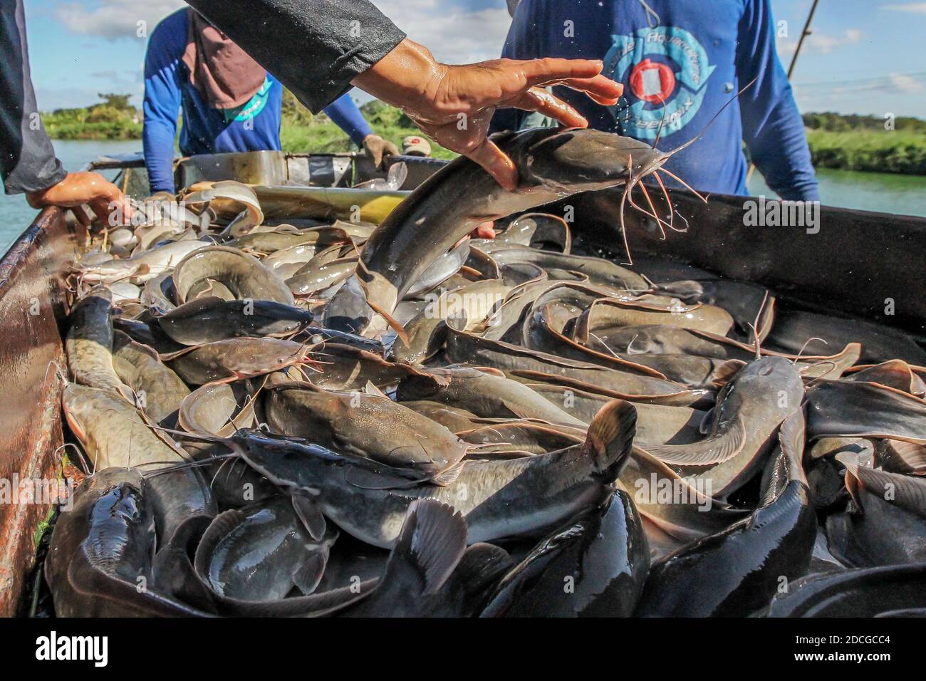 Bulacan Province. 21st Nov, 2020. Fishermen sort catfish at a fish pen ...