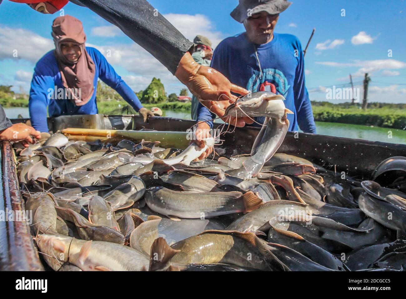 Bulacan Province. 21st Nov, 2020. Fishermen sort catfish at a fish pen ...