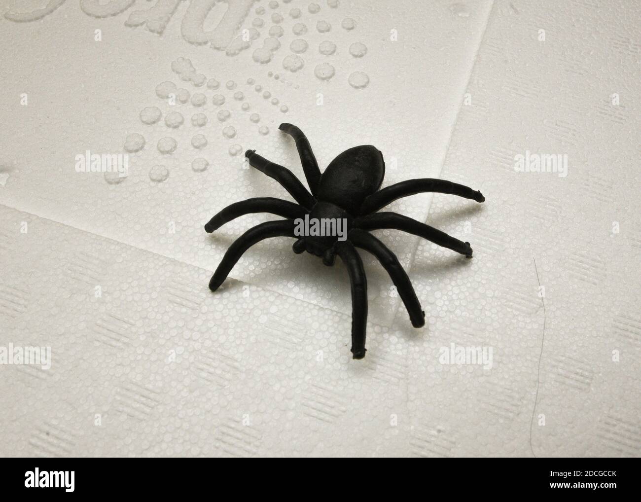 Small creature with eight legs hi-res stock photography and images - Alamy