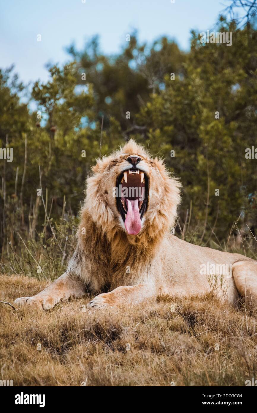 Lion roar hi-res stock photography and images - Alamy