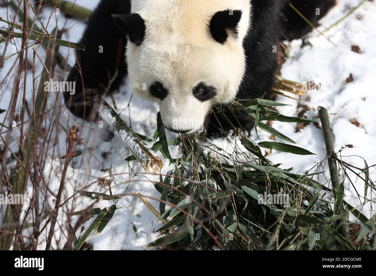 Xining, China's Qinghai Province. 21st Nov, 2020. A giant panda eats ...