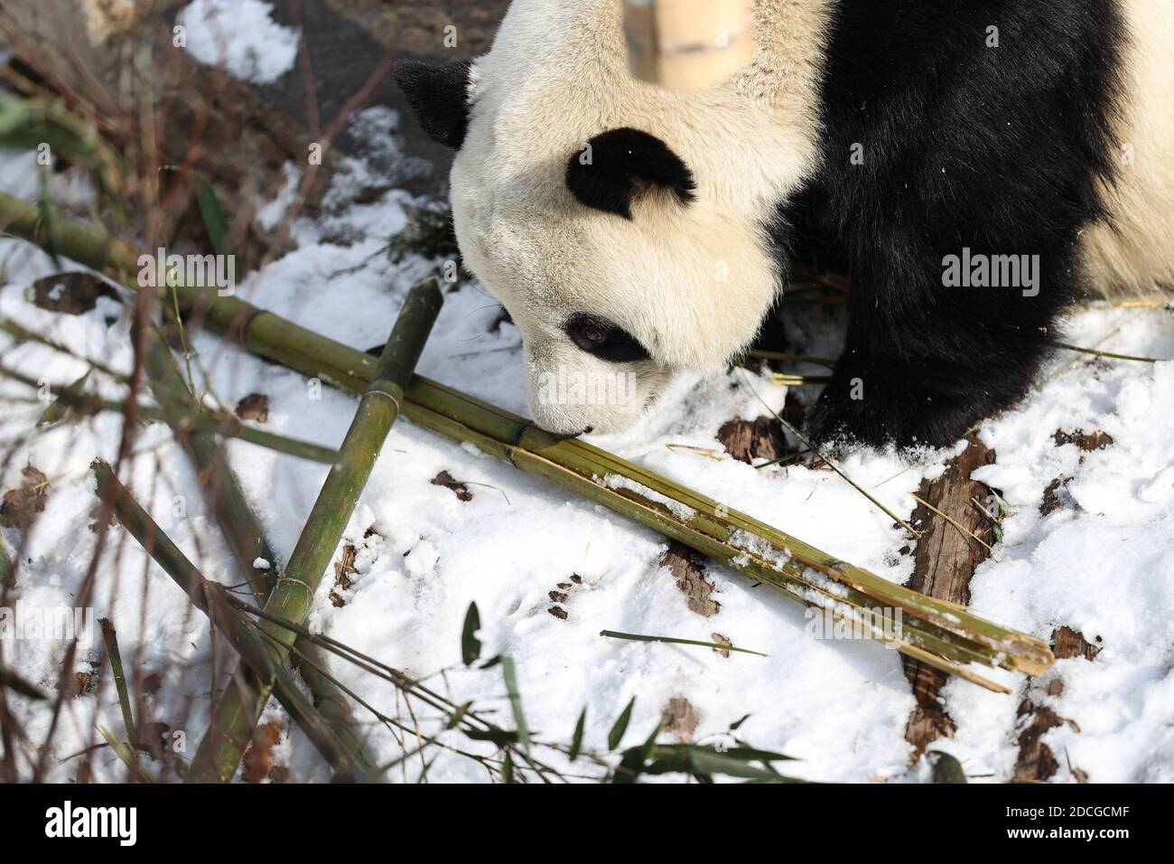Xining, China's Qinghai Province. 21st Nov, 2020. A giant panda eats ...
