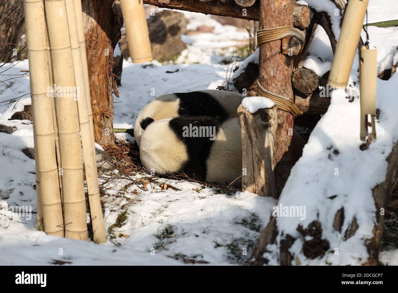 Giant pandas snow hi-res stock photography and images - Alamy