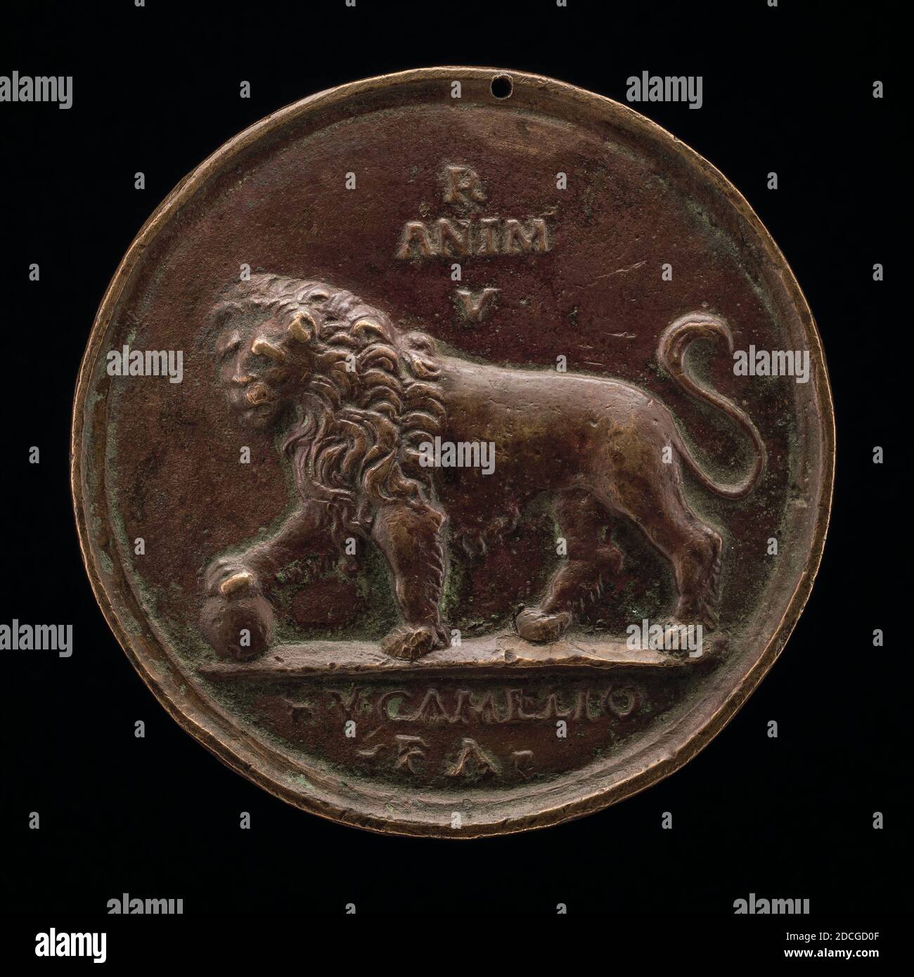 Camelio hi-res stock photography and images - Alamy